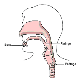 Sistema Respiratório :: bioanatomis